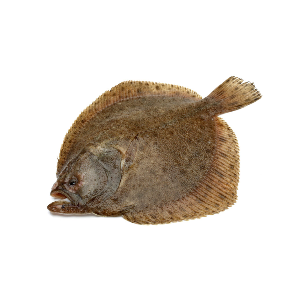 Lemon Sole Fish | Seafood Delivery | Aswad Seafood Pakistan